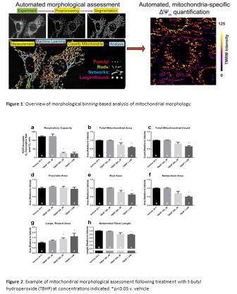 Technology - MitoMoby Mitochondrial Morphology Analysis Software